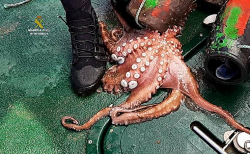 ! Spanish News Today - archived - Police Release 265 Kilos Of Octopuses ...