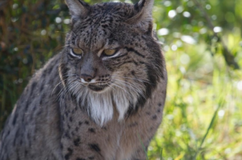 ! Spanish News Today - archived - Spain Celebrates World Lynx Day And ...
